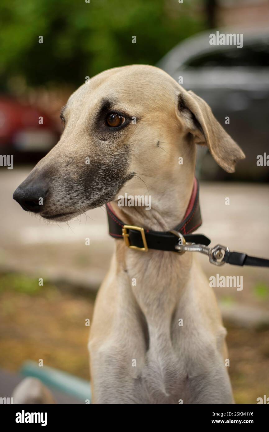 Closeup profile of a Sloughi greyhound Stock Photo - Alamy