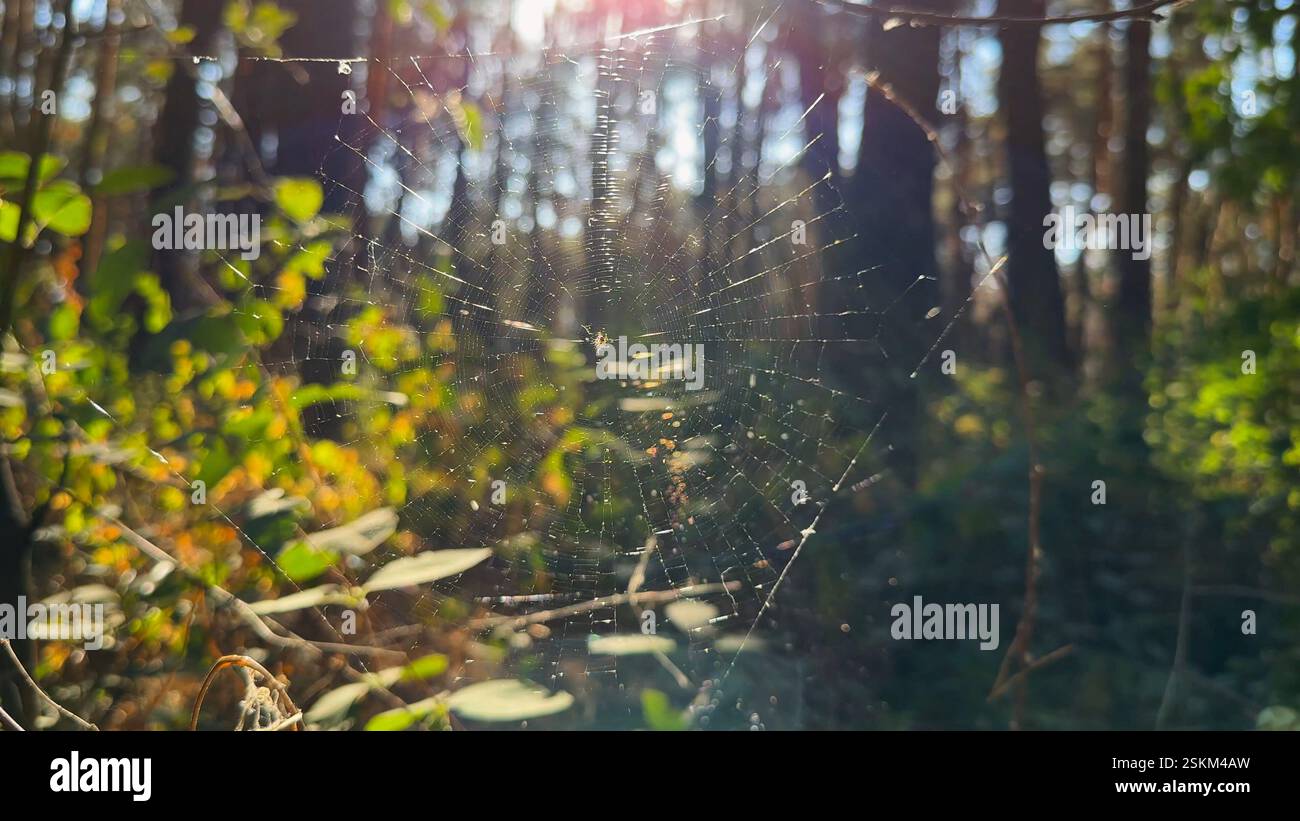 Spiderweb swaying in wind at forest with sunlight at background. Spider ...