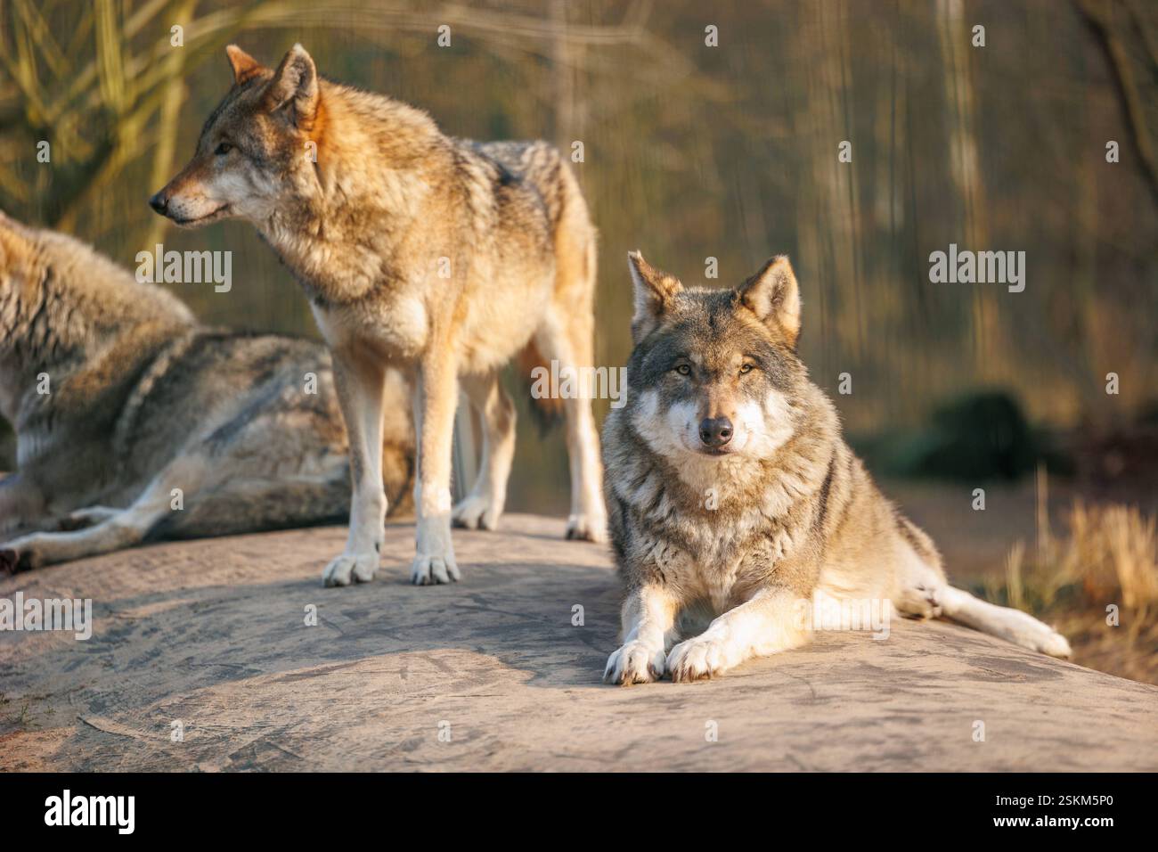 08.02.2025: Wolf / Wölfe im Tierpark Ueckermünde Ueckermünde Tierpark ...