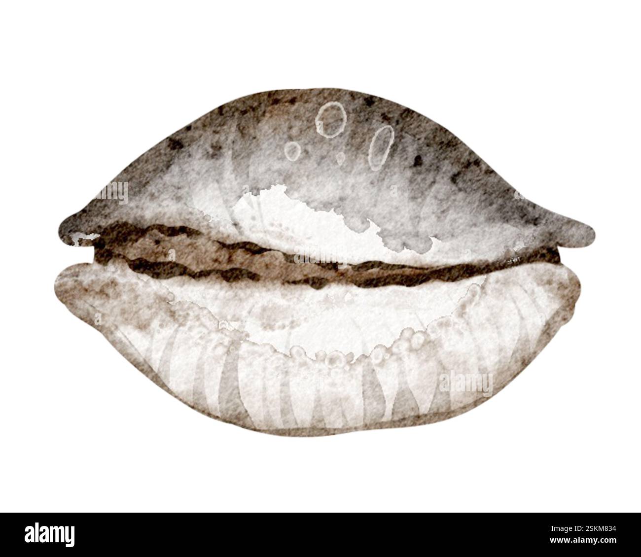 Watercolor illustration seashell on isolated background. Hand drawn ...