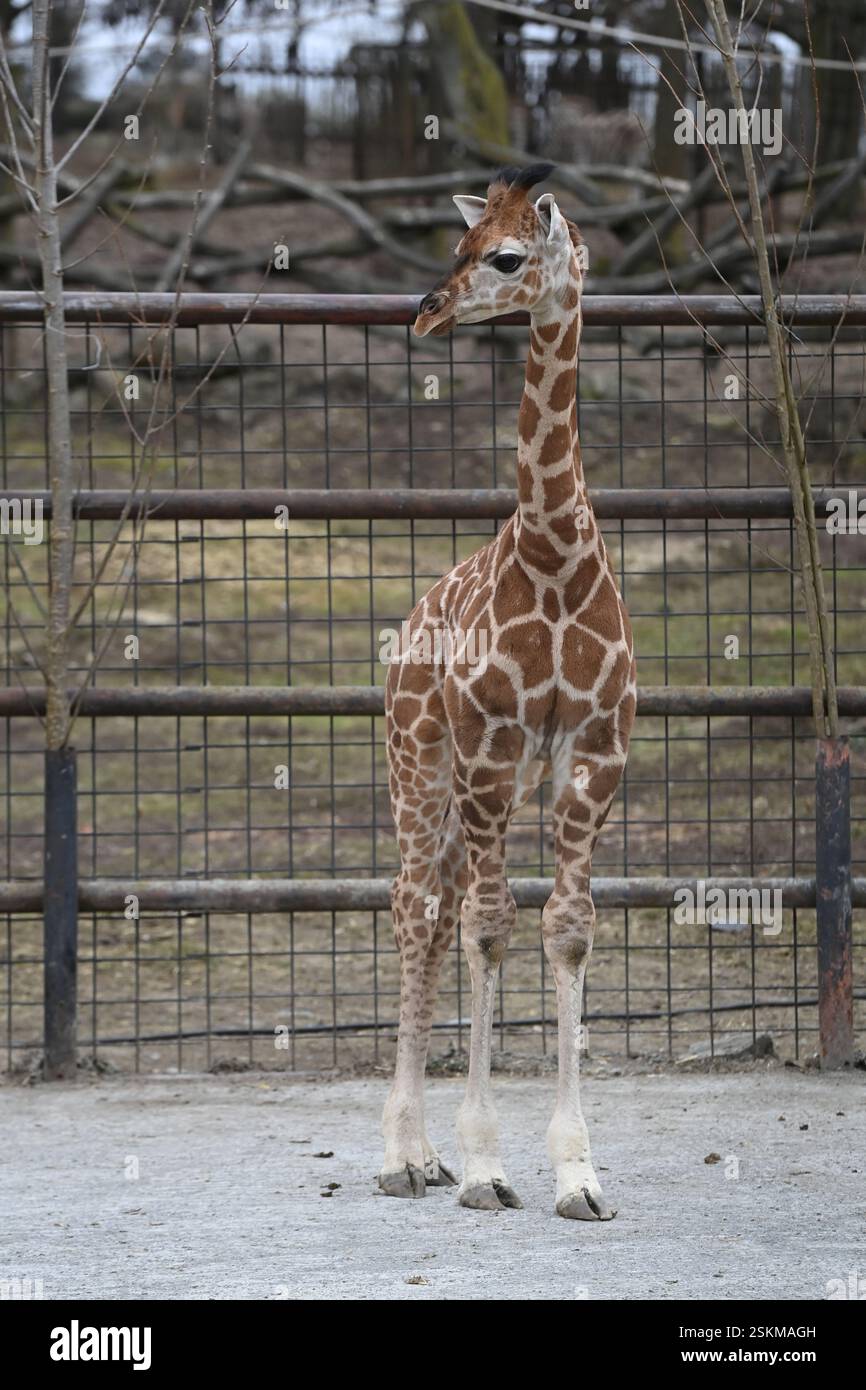 Last year and this year a total of four Rothschild's giraffe cubs were ...