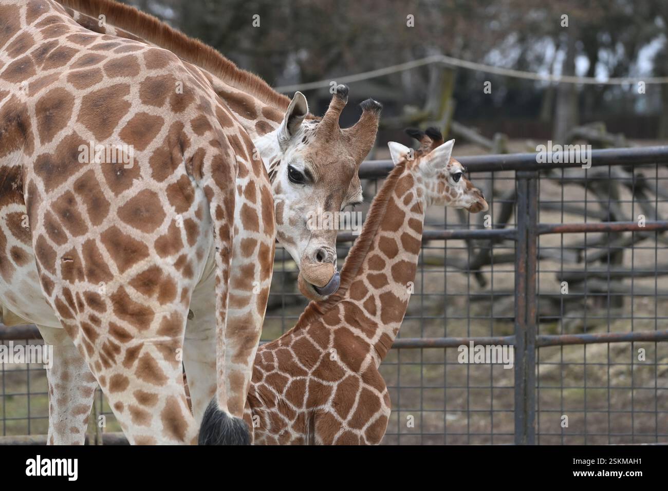 Last year and this year a total of four Rothschild's giraffe cubs were ...