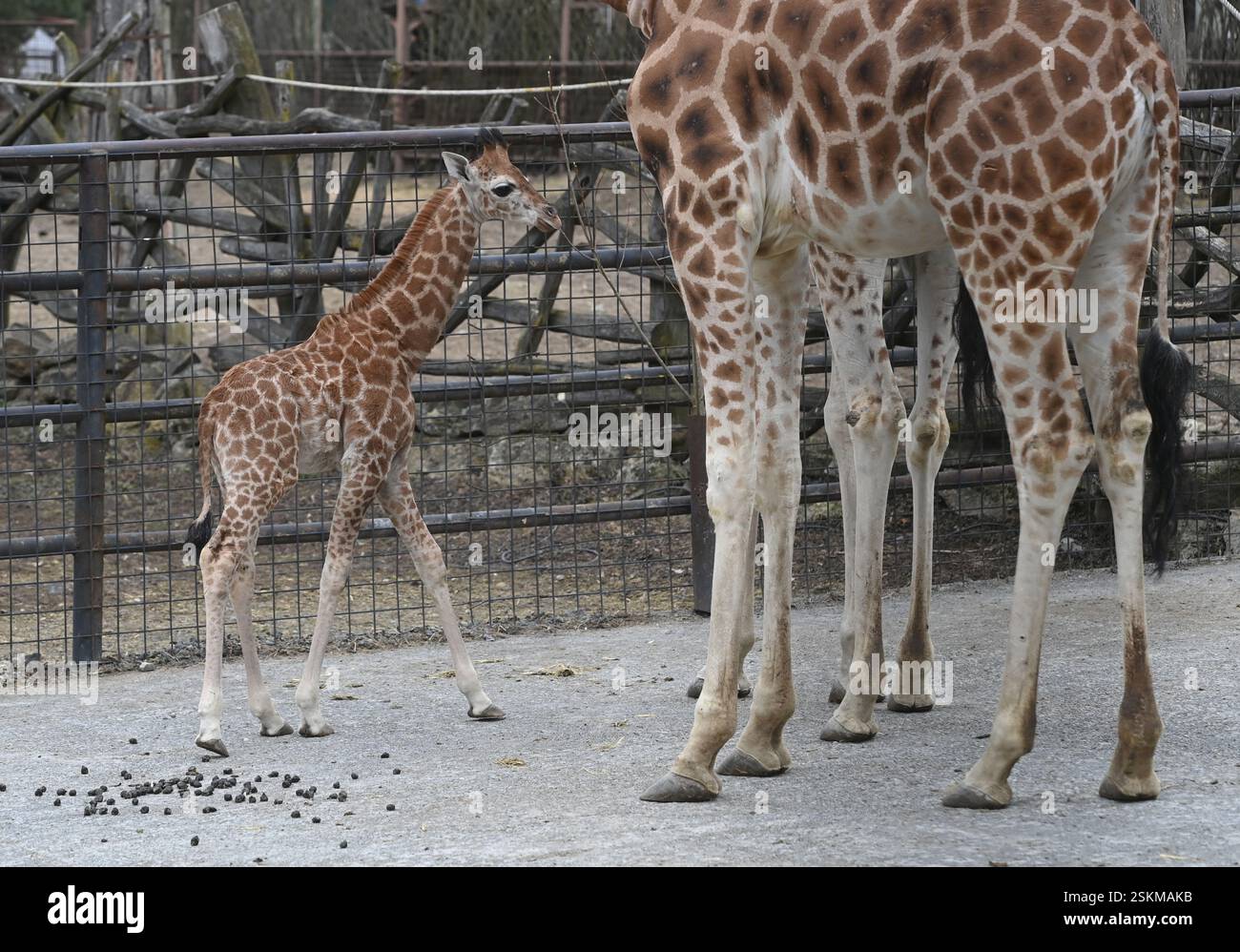 Last year and this year a total of four Rothschild's giraffe cubs were ...
