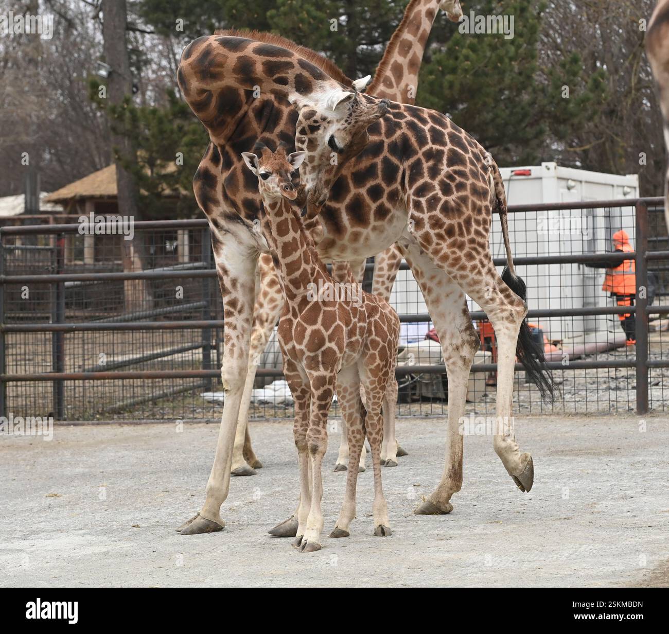 Last year and this year a total of four Rothschild's giraffe cubs were ...