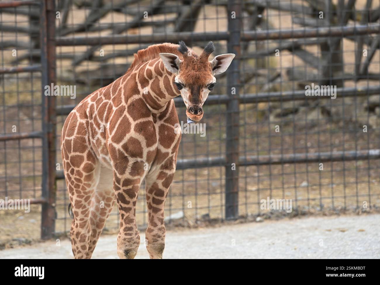 Last year and this year a total of four Rothschild's giraffe cubs were ...