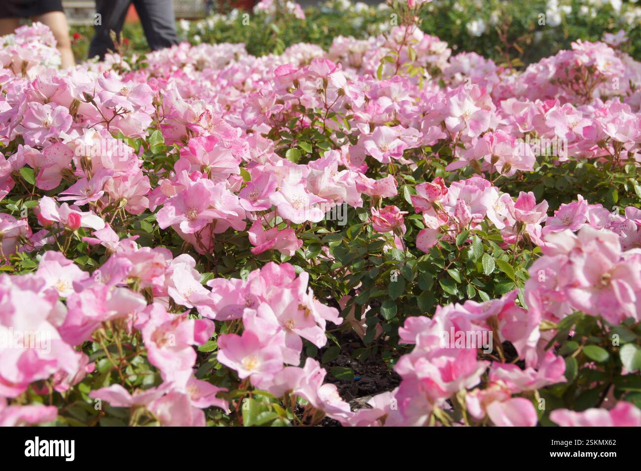 Flourishing pink rose garden, Braga, Portugal. Lush greenery ...