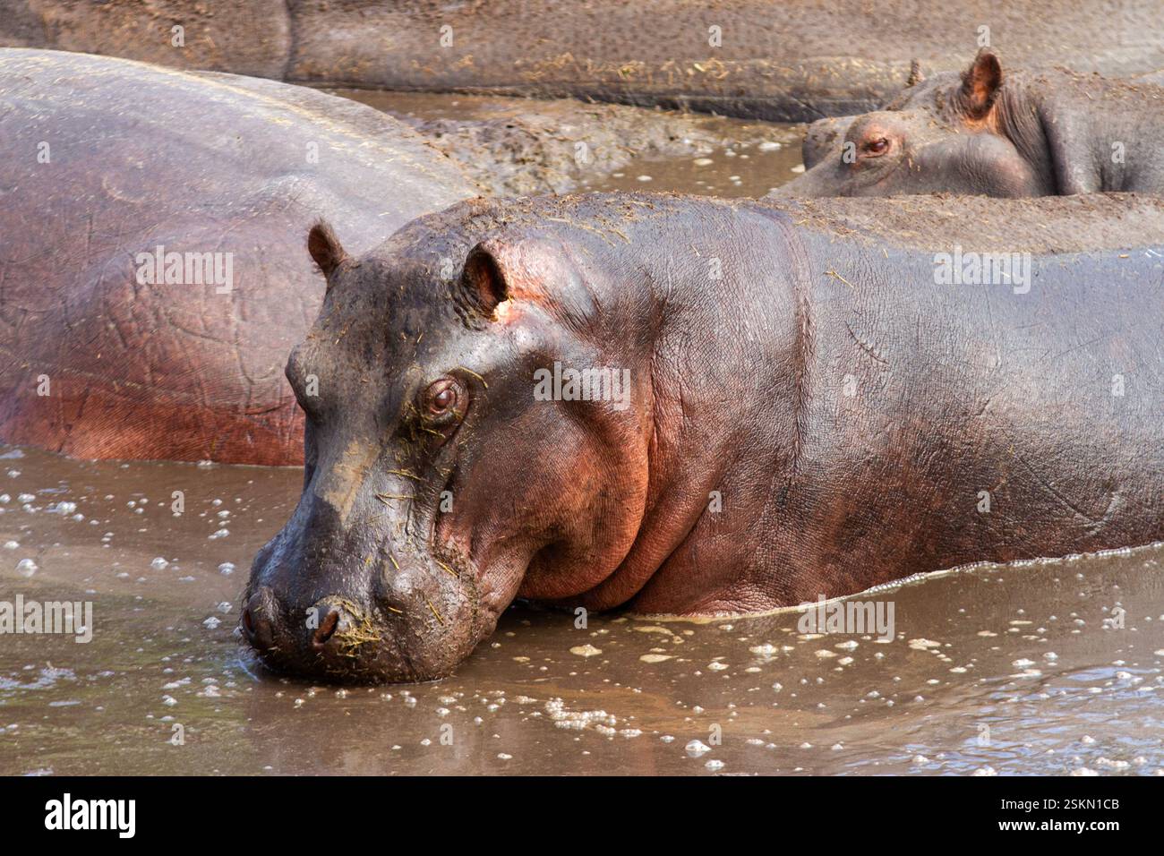 The Hippo Pool at Ikuu is famous for the huge gathering of Hippos from ...