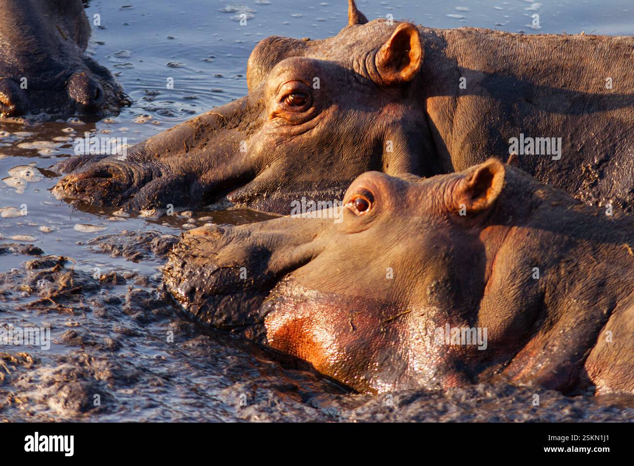 The Hippo Pool at Ikuu is famous for the huge gathering of Hippos from ...