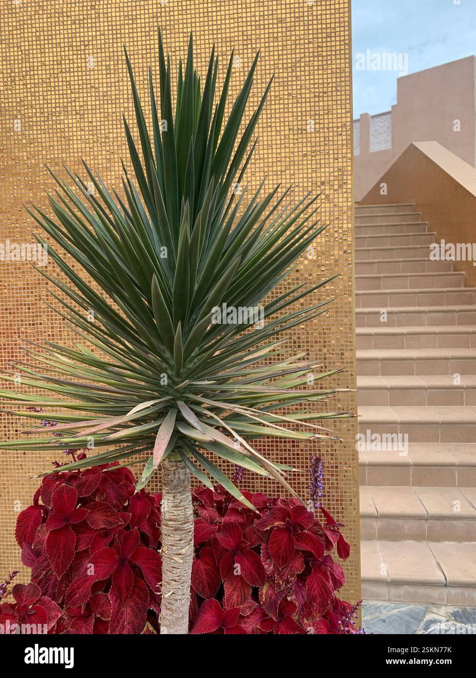 Yukka plant next to golden wall at the golden mosque qatar Stock Photo ...
