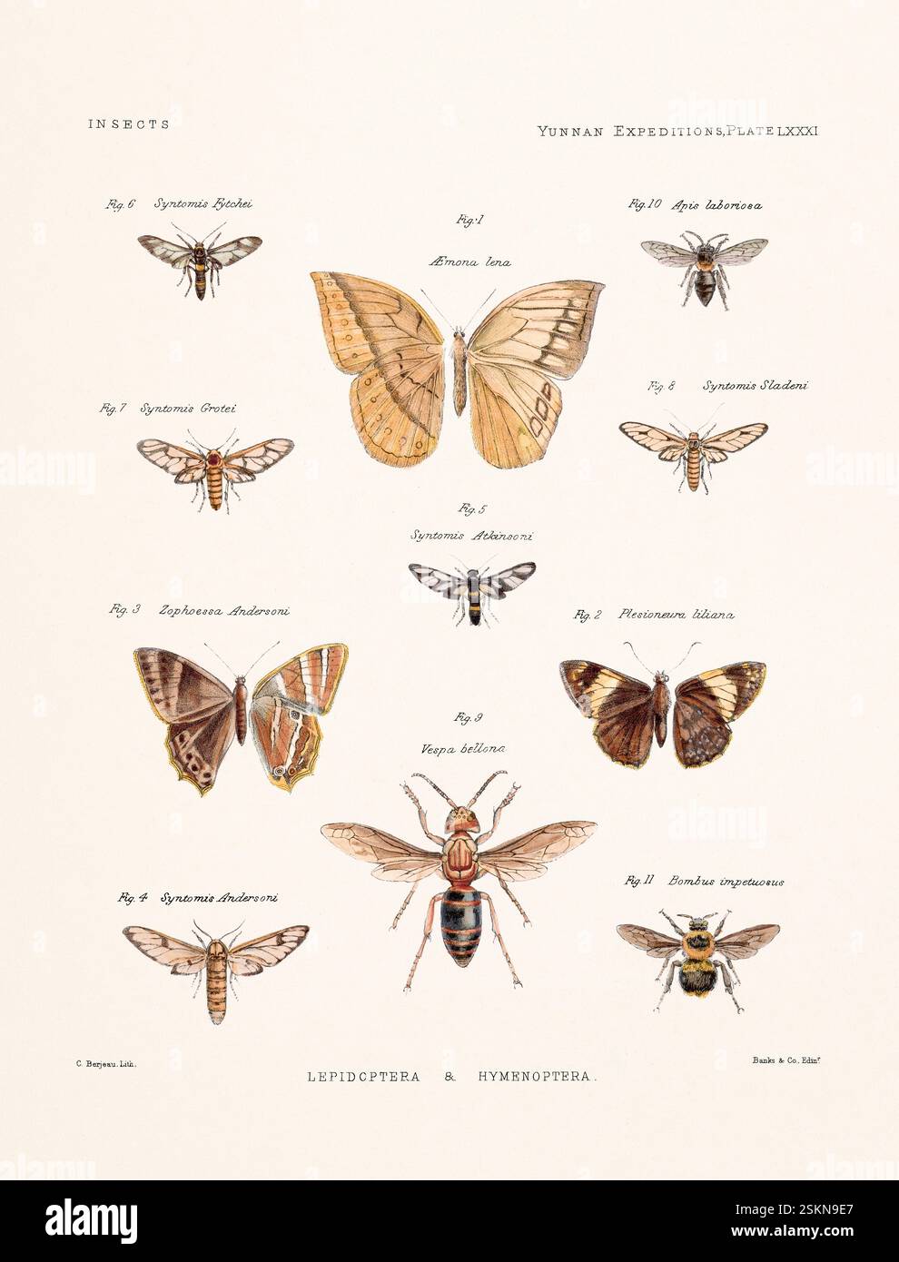 Insect plate from a 19th-century zoology book on anatomical and ...