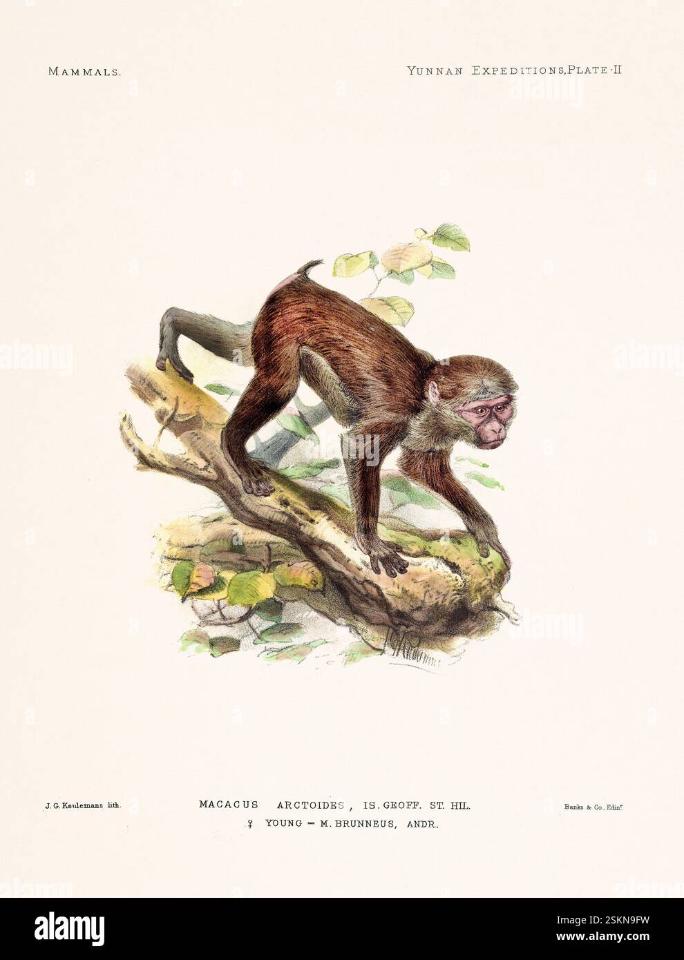 Monkey plate from a 19th-century zoology book on anatomical and ...