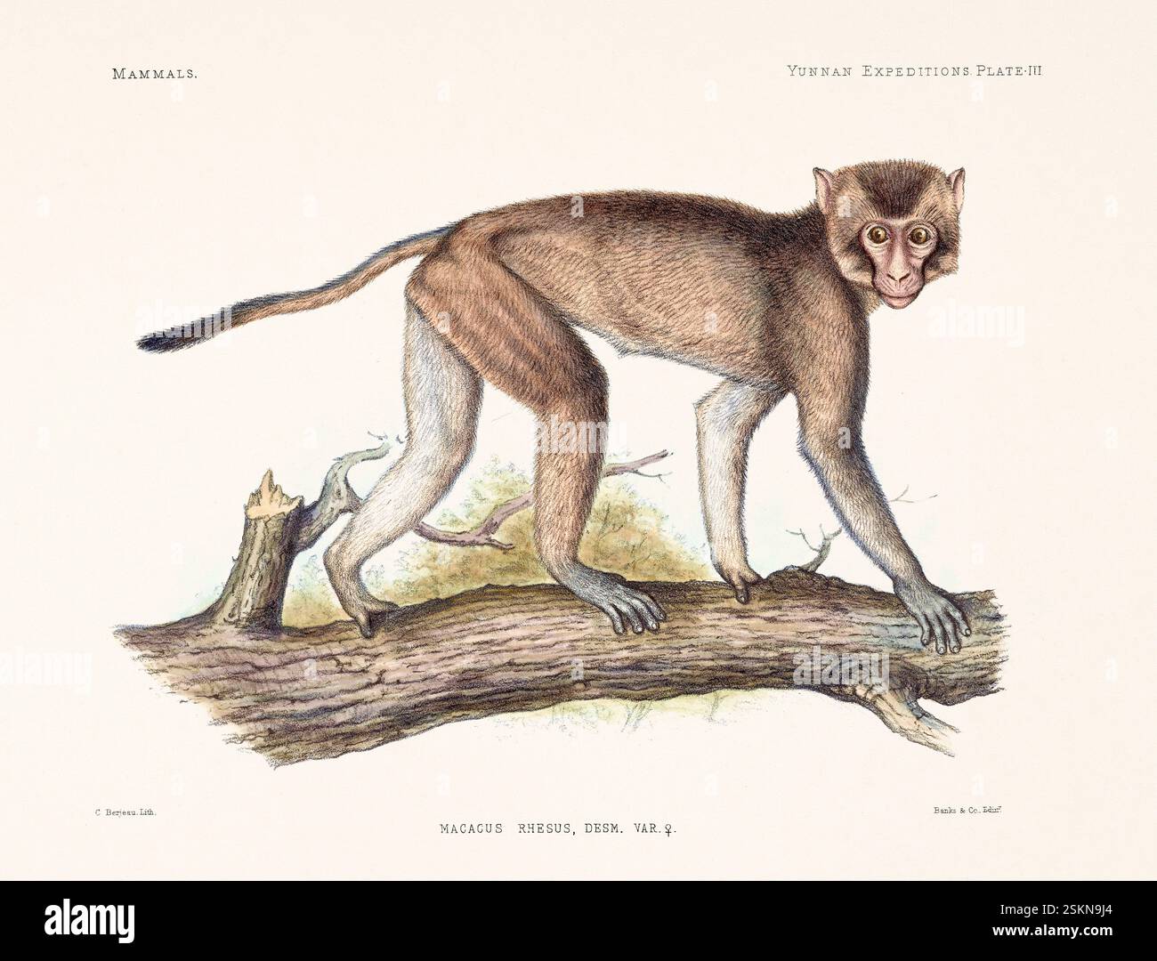 Monkey plate from a 19th-century zoology book on anatomical and ...