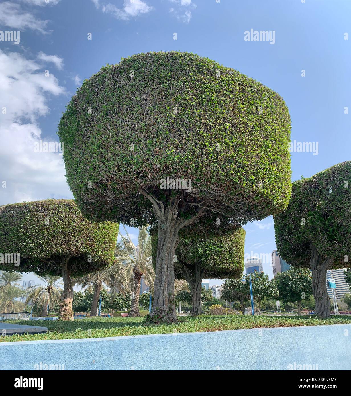 Square trimmed trees in Abu Dhabi Stock Photo - Alamy