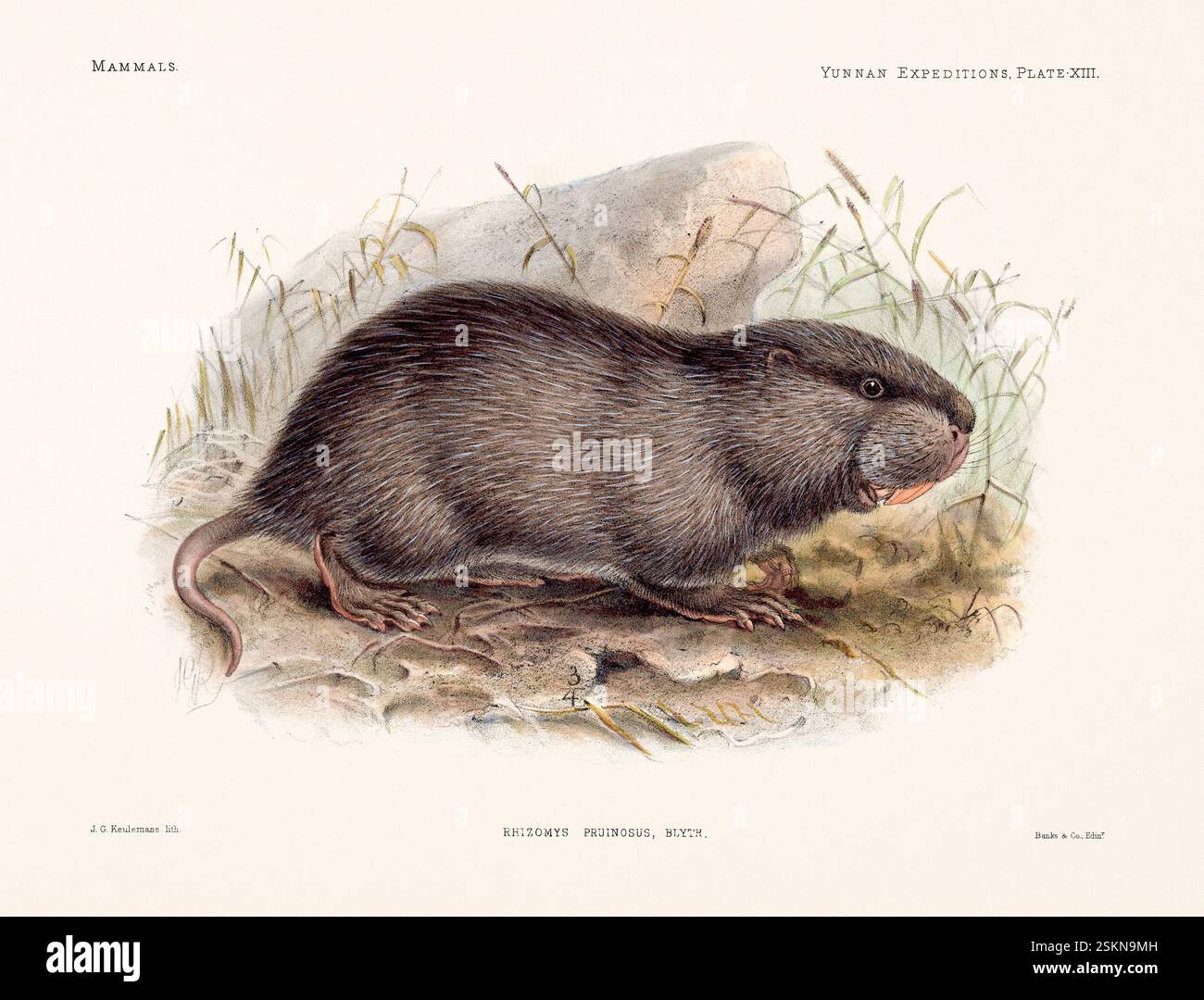 Rodent plate from a 19th-century zoology book on anatomical and ...