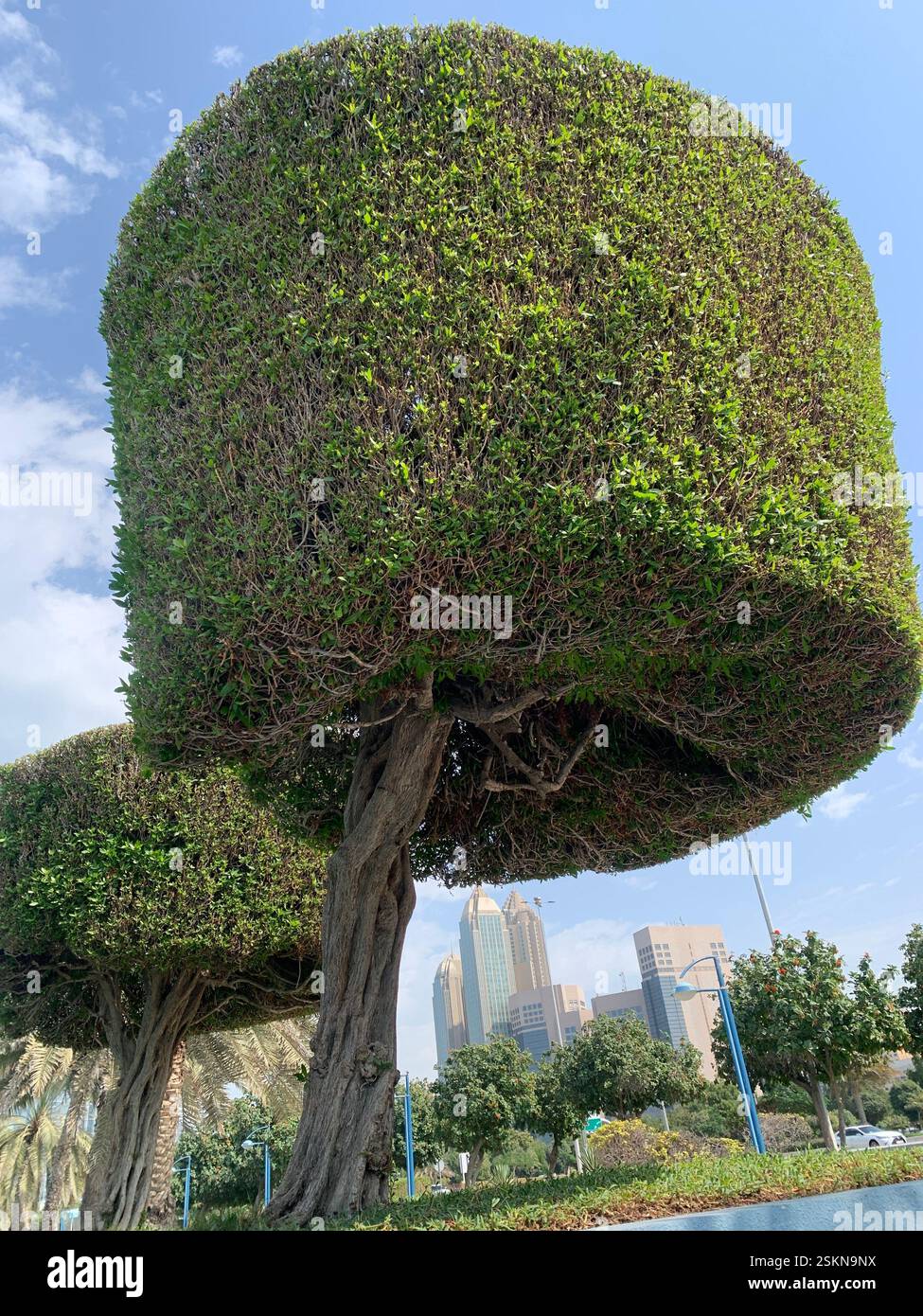 Square trimmed trees in Abu Dhabi Stock Photo - Alamy