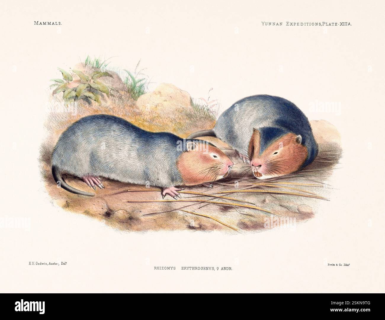 Rodent plate from a 19th-century zoology book on anatomical and ...