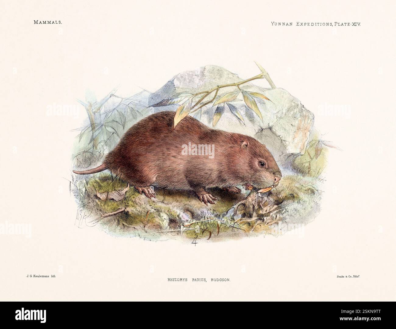 Rodent plate from a 19th-century zoology book on anatomical and ...