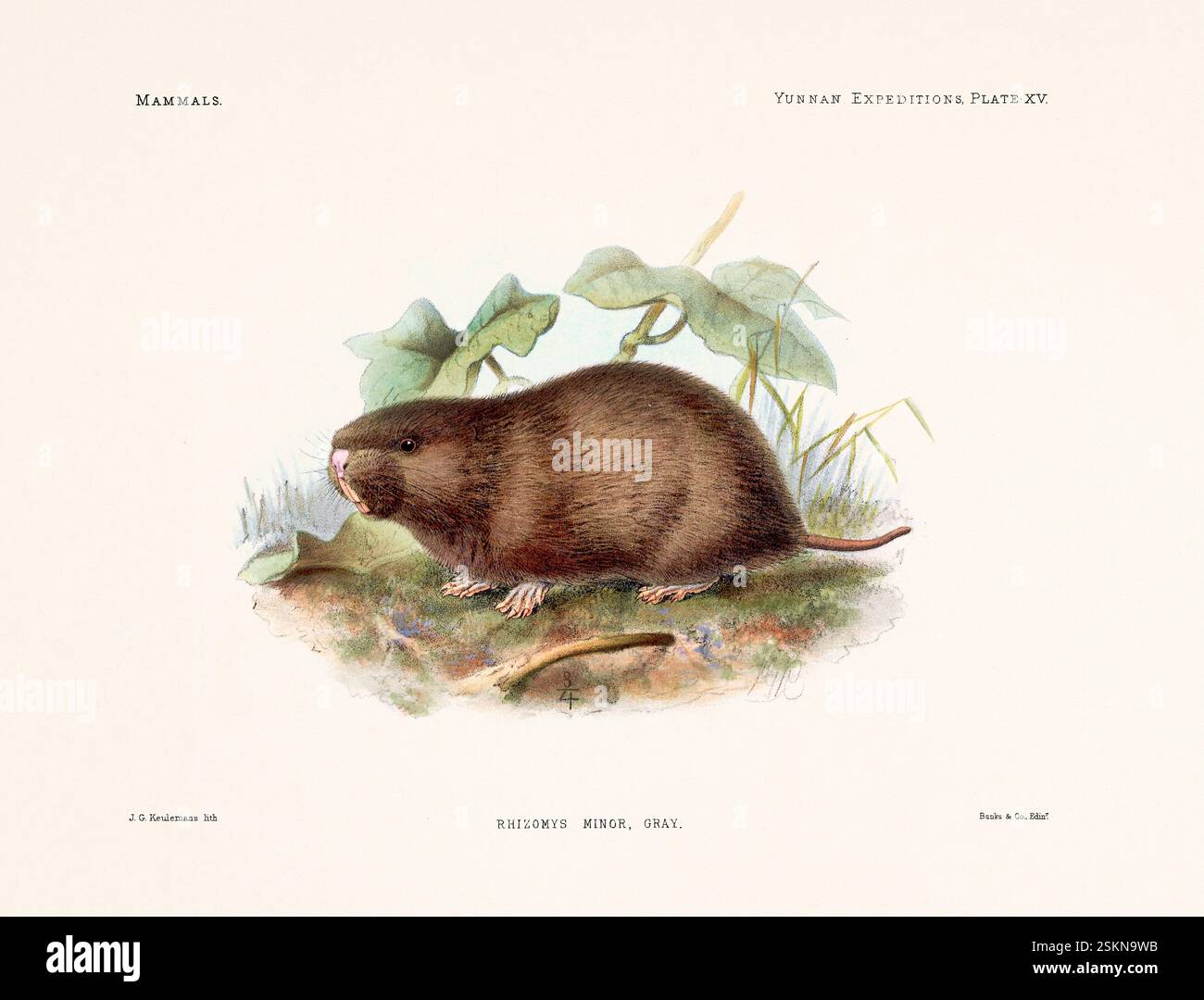 Rodent plate from a 19th-century zoology book on anatomical and ...