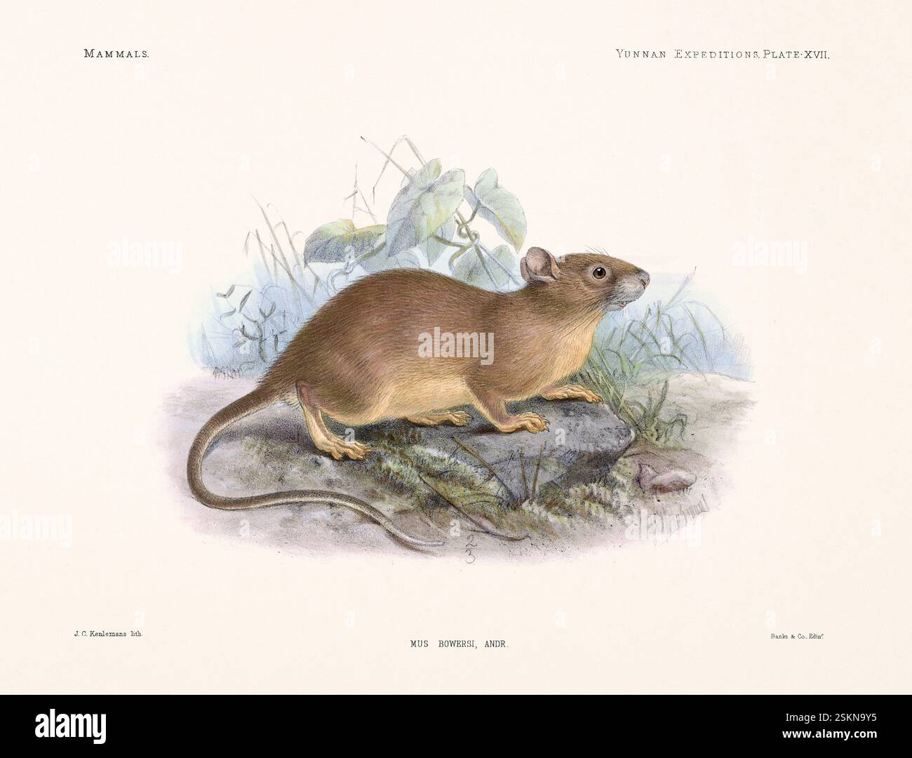 Rodent plate from a 19th-century zoology book on anatomical and ...