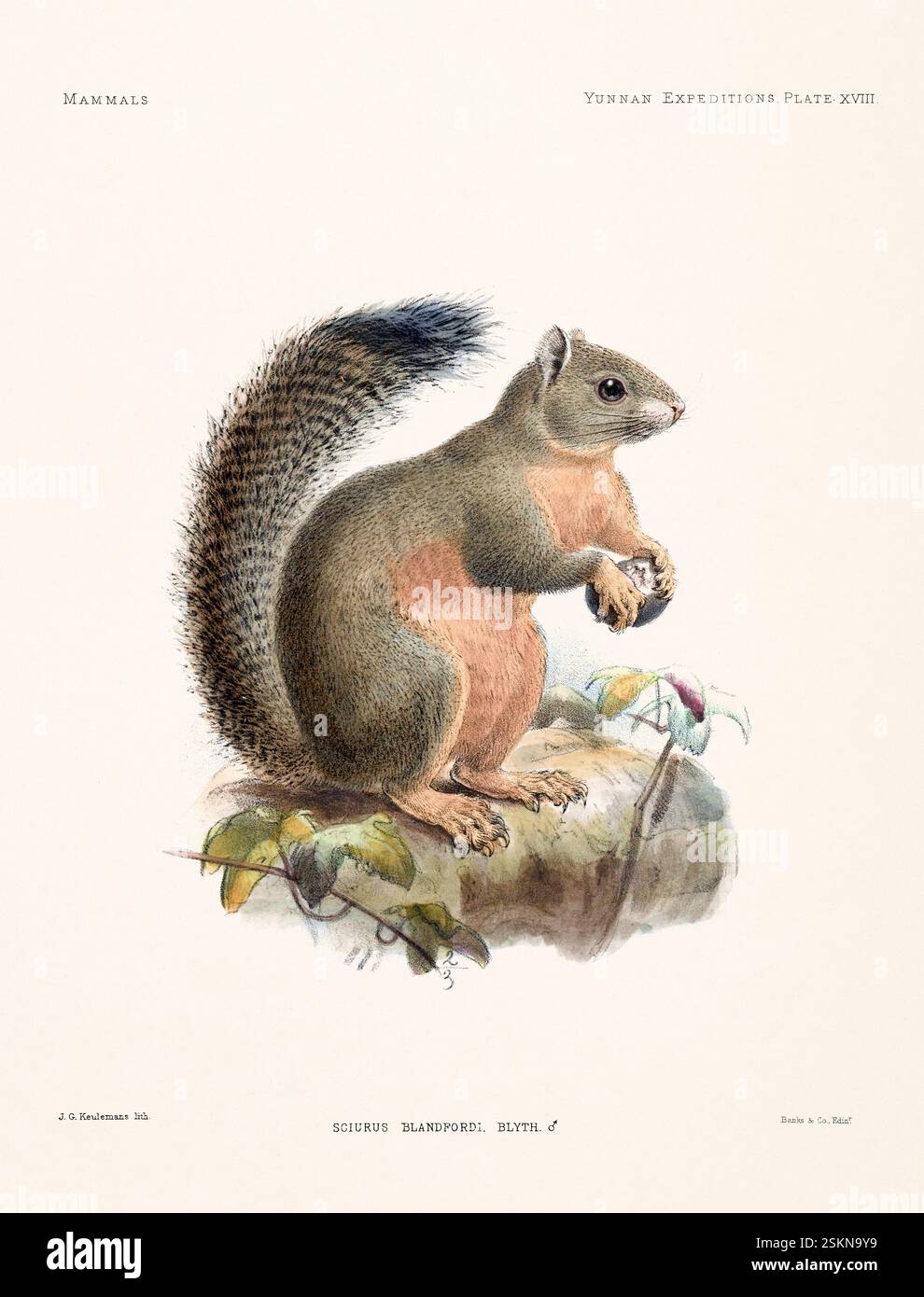 Rodent plate from a 19th-century zoology book on anatomical and ...