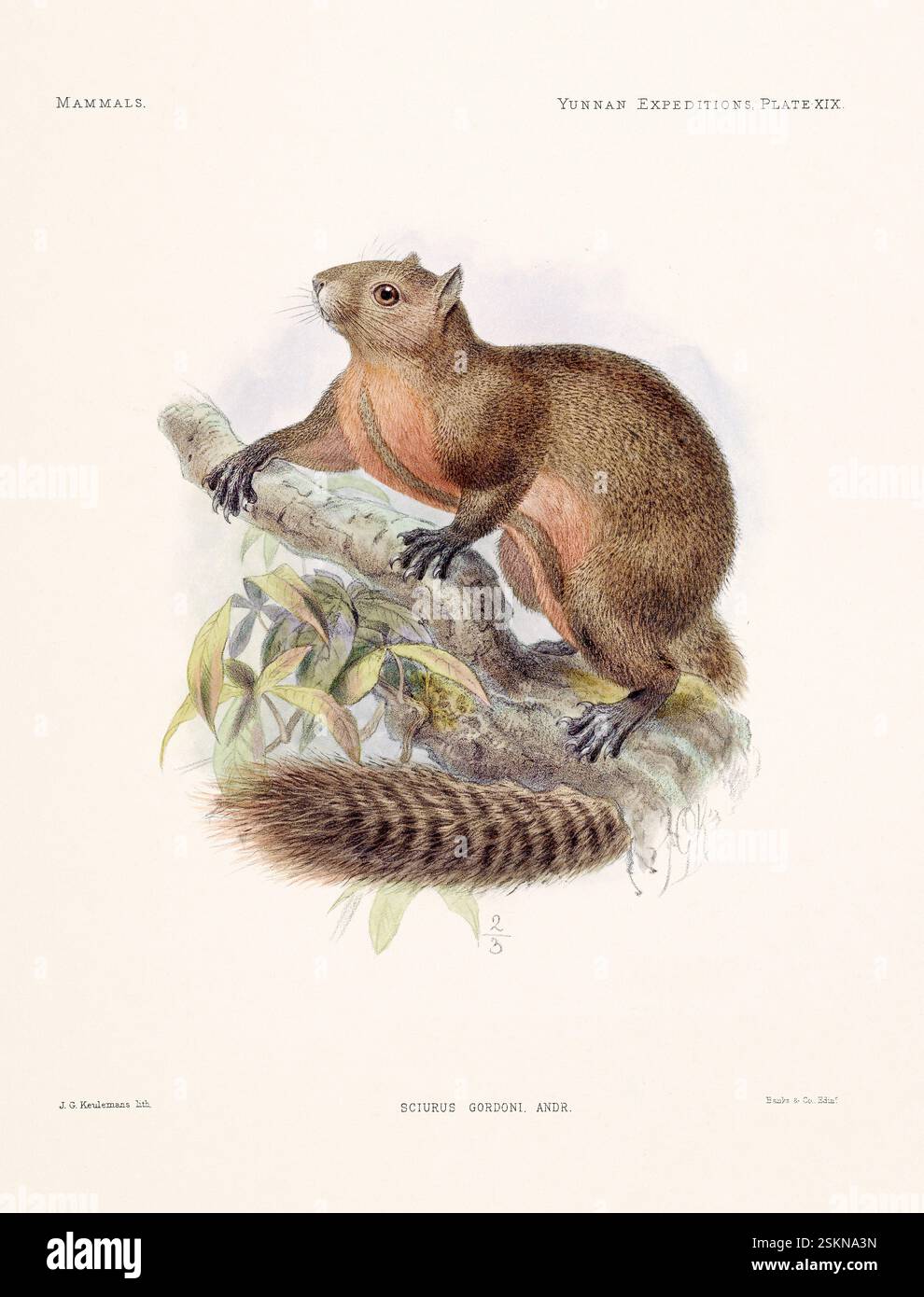 Rodent plate from a 19th-century zoology book on anatomical and ...