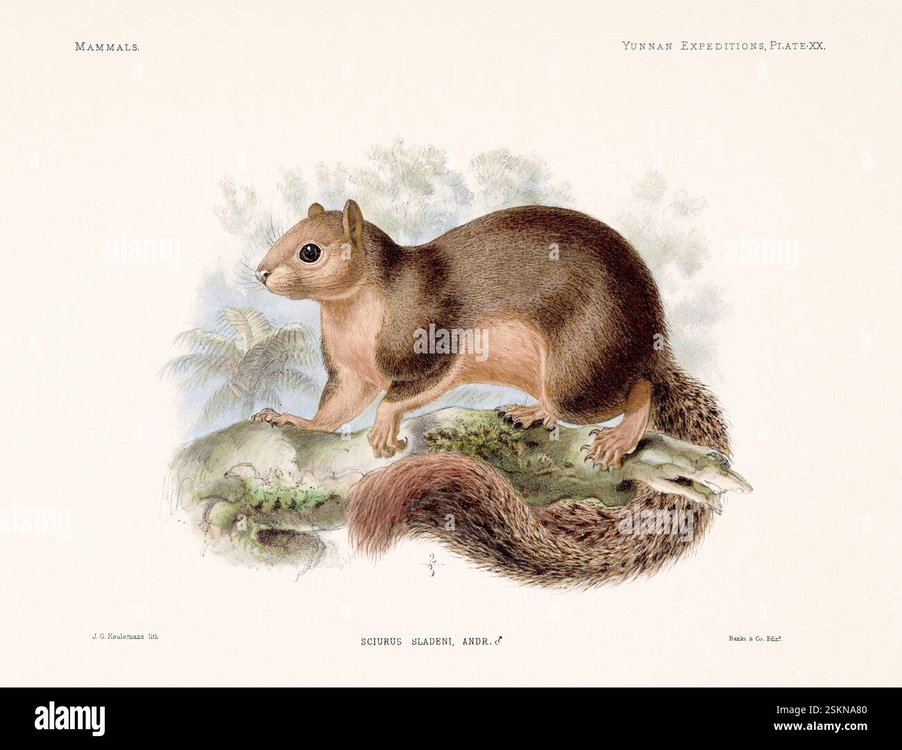 Rodent plate from a 19th-century zoology book on anatomical and ...