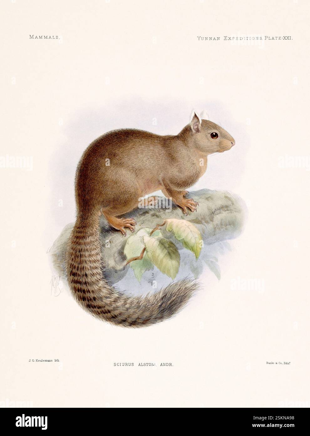 Rodent plate from a 19th-century zoology book on anatomical and ...