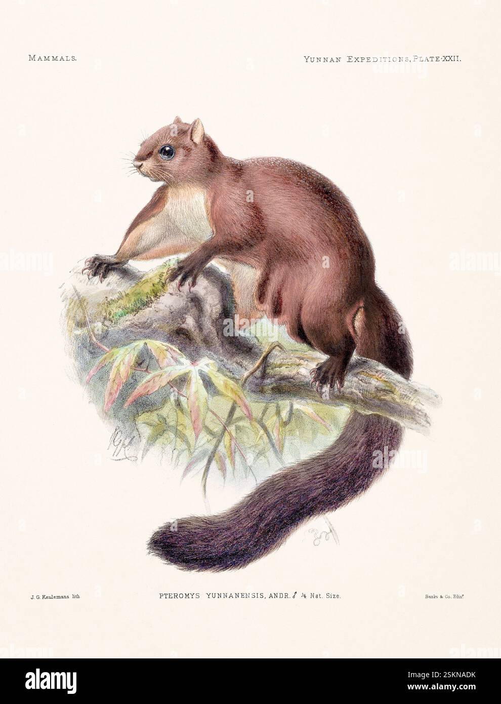 Rodent plate from a 19th-century zoology book on anatomical and ...