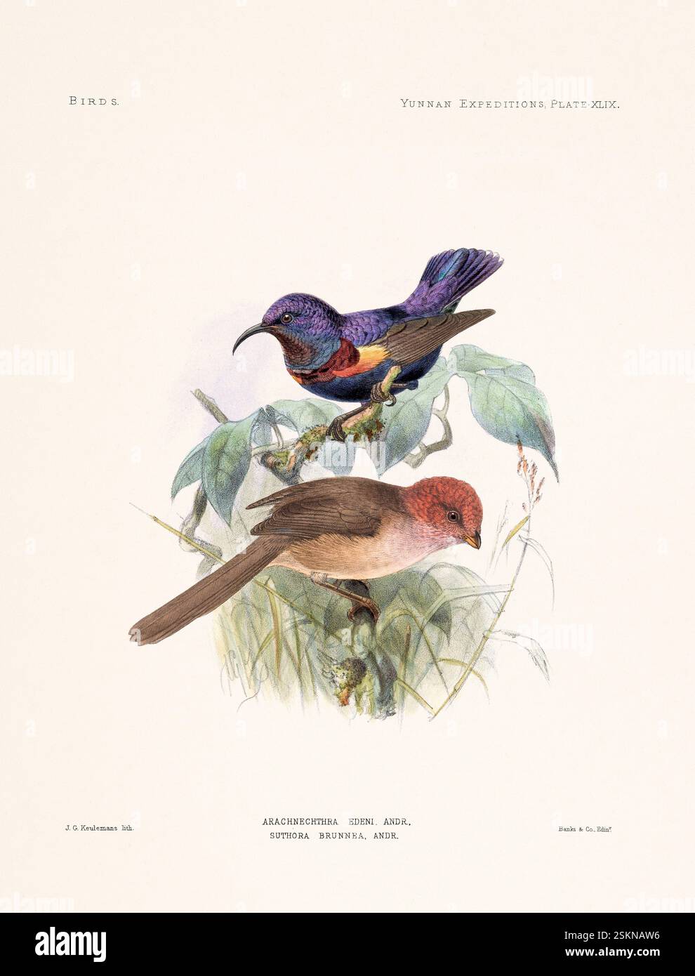 Bird plate from a 19th-century zoology book on anatomical and ...