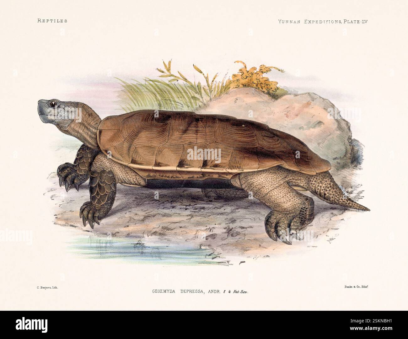Turtle plate from a 19th-century zoology book on anatomical and ...