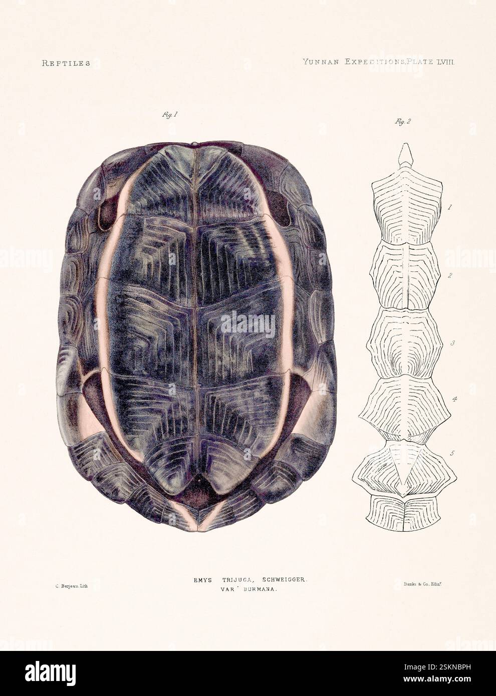 Turtle plate from a 19th-century zoology book on anatomical and ...