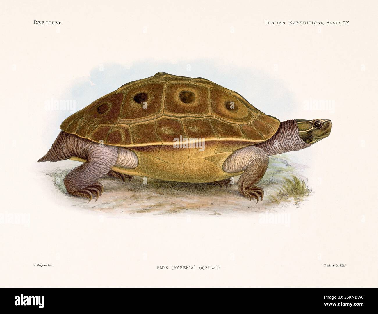 Turtle plate from a 19th-century zoology book on anatomical and ...