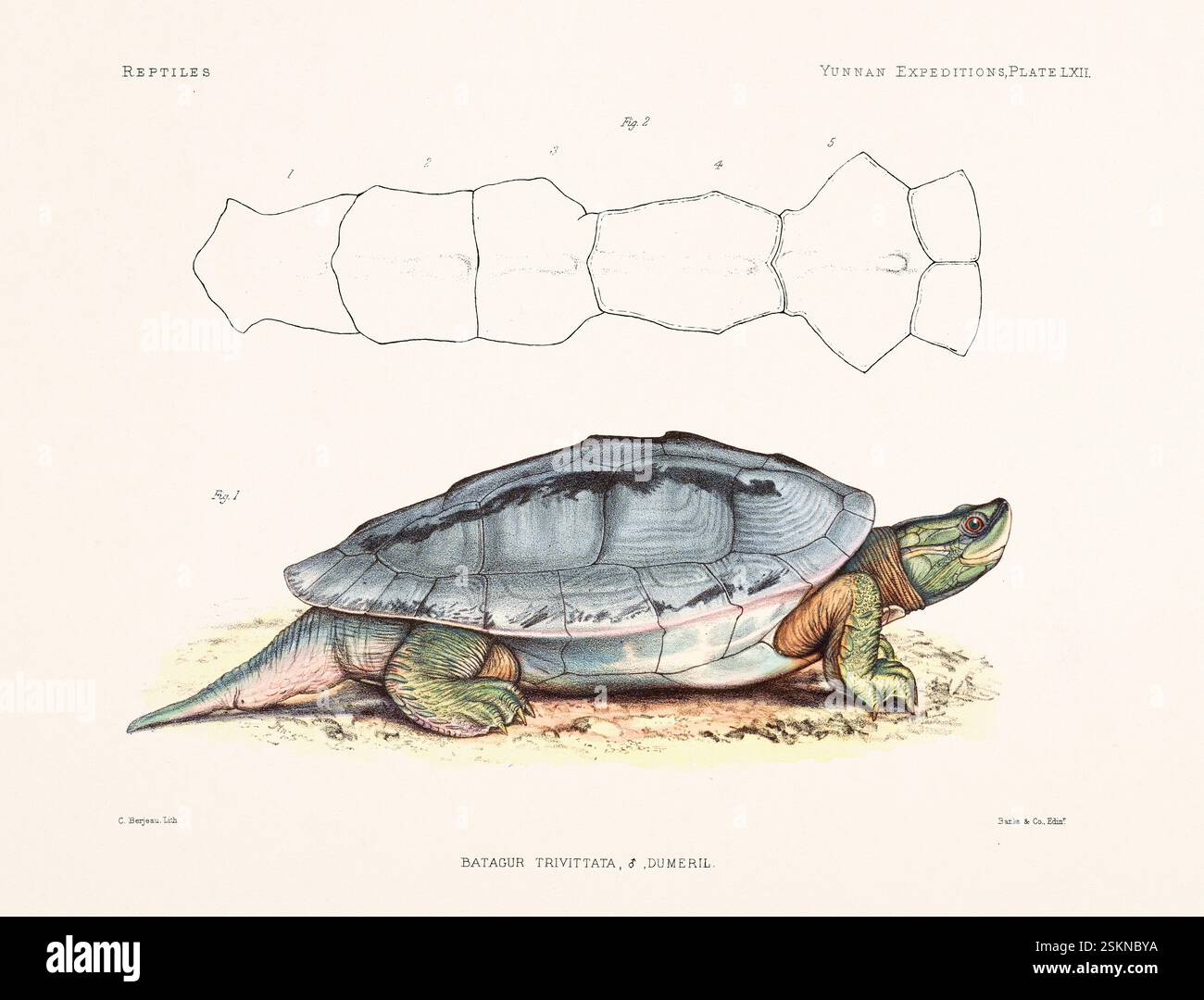 Turtle plate from a 19th-century zoology book on anatomical and ...
