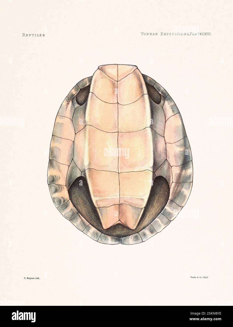 Turtle plate from a 19th-century zoology book on anatomical and ...