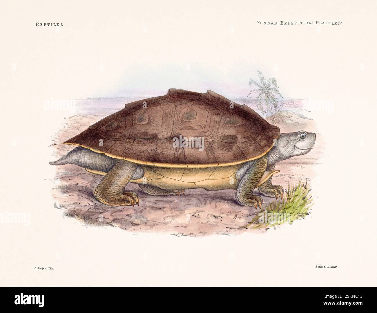 Turtle plate from a 19th-century zoology book on anatomical and ...