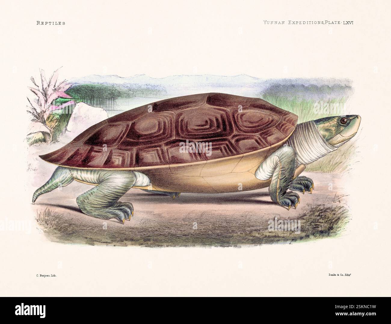 Turtle plate from a 19th-century zoology book on anatomical and ...