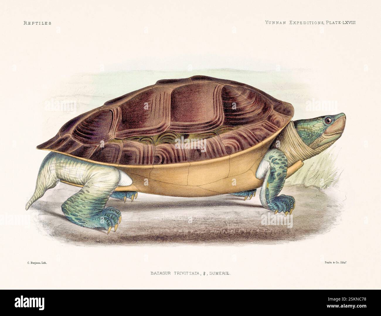 Turtle plate from a 19th-century zoology book on anatomical and ...