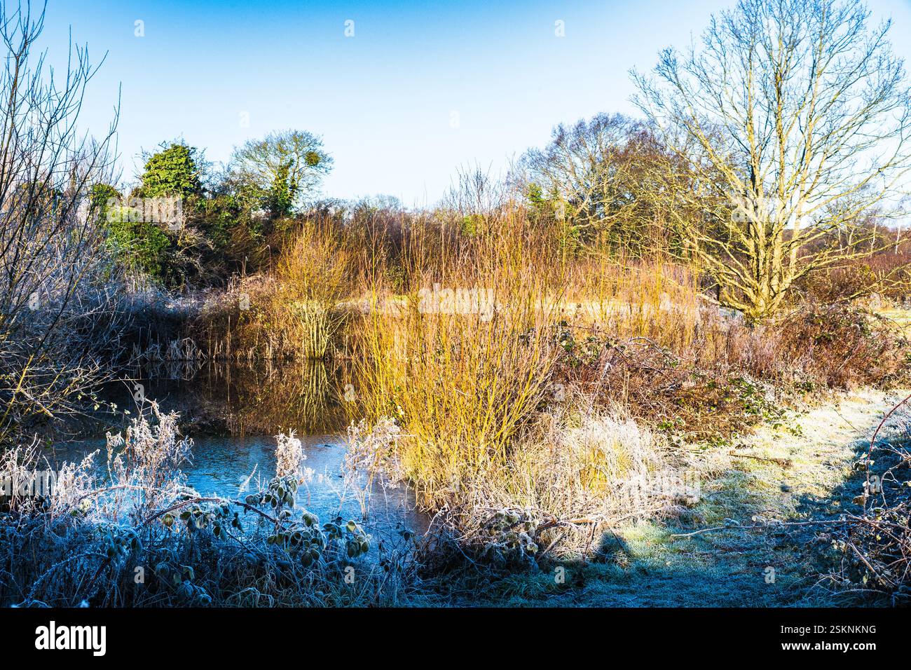Cold frosty morning in the countryside Stock Photo - Alamy