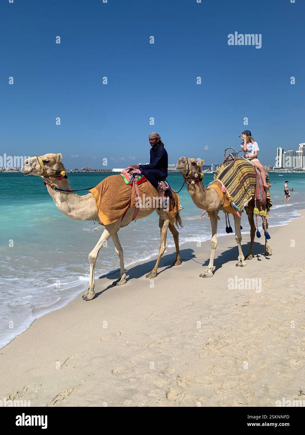 Tourist and guide on riding two camels along Dubai Marina Beach Stock ...