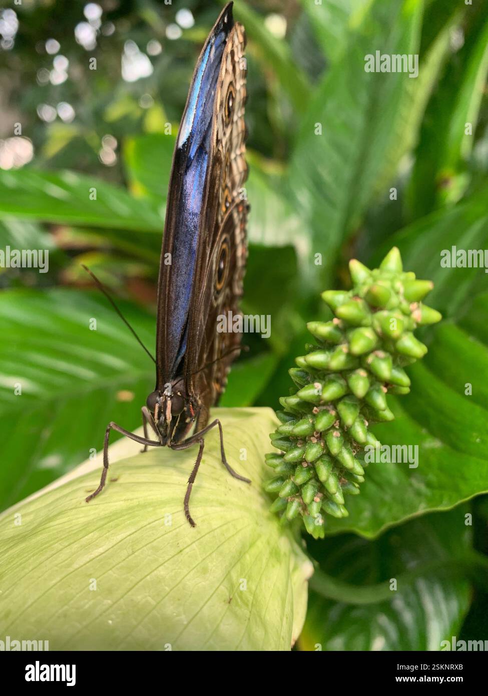 Blue Morpho butterfly with wings closed on a shiny green leaf Stock ...