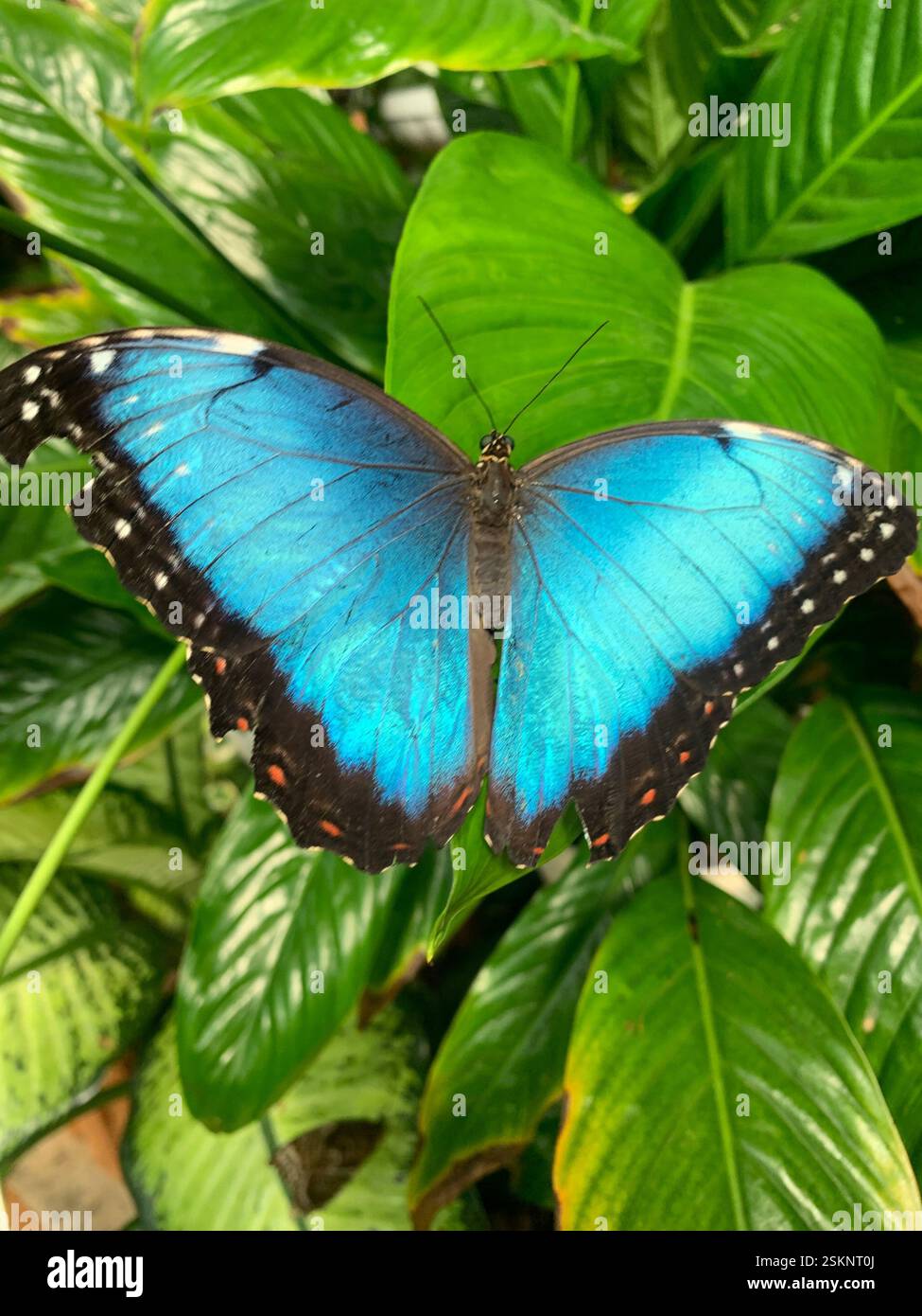 Blue Morpho butterfly with wings spread on a shiny green leaf Stock ...