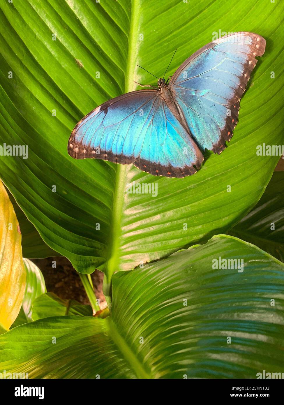 Blue Morpho butterfly with wings spread on a shiny green leaf Stock ...