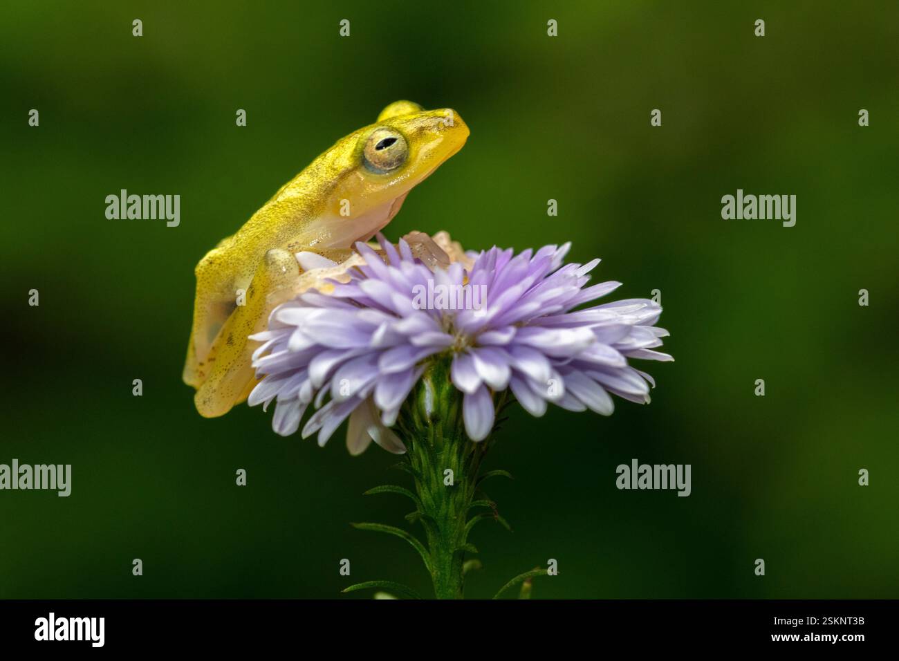 Close-up of a yellow Indonesian Bubble-Nest Frog (Philautus vittiger ...
