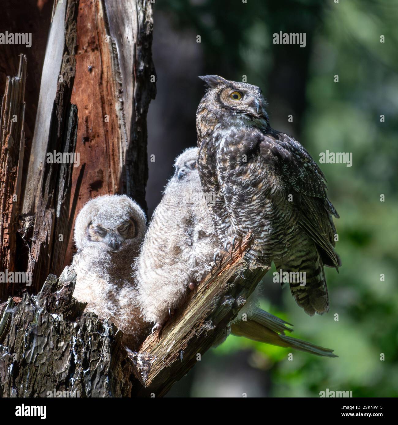 Close-up of a Great Horned Owl and two Owlets in a tree, British ...