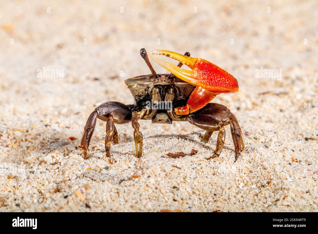 Close-up of a fiddler crab on a sandy beach, Indonesia Stock Photo - Alamy