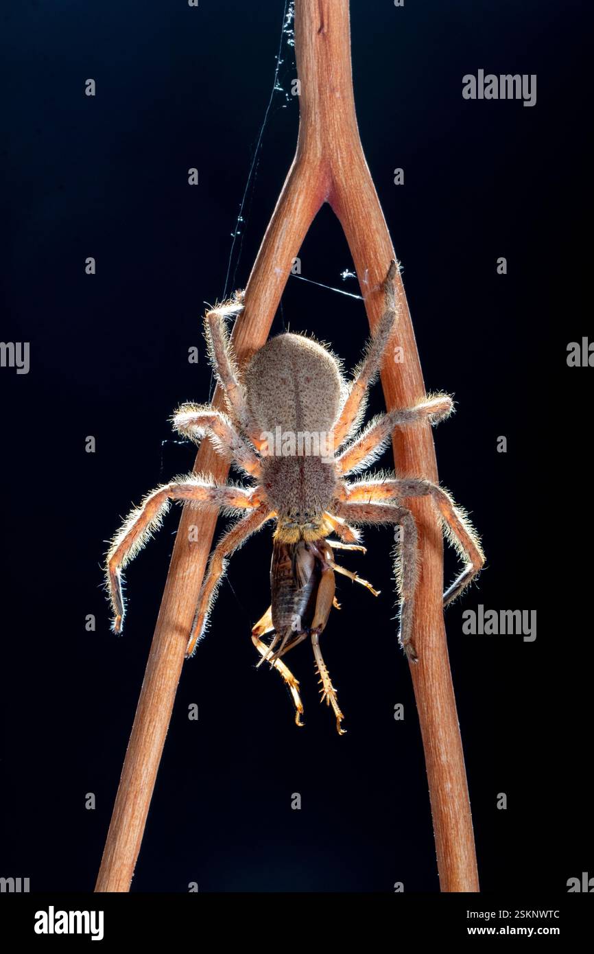 Brazilian wandering spider fera hi-res stock photography and images - Alamy