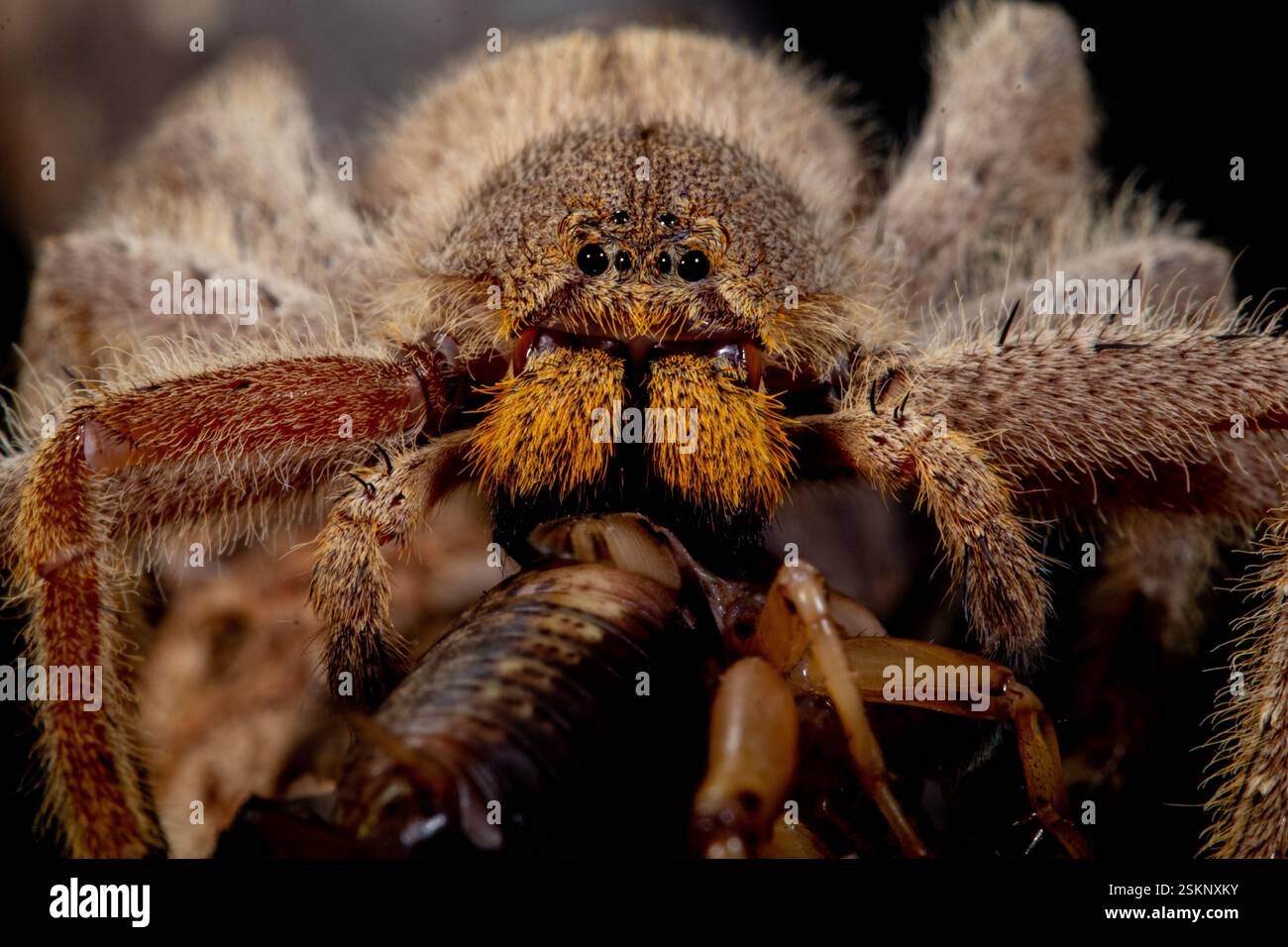 Full frame close-up of a Brazilian wandering spider (Phoneutria fera ...