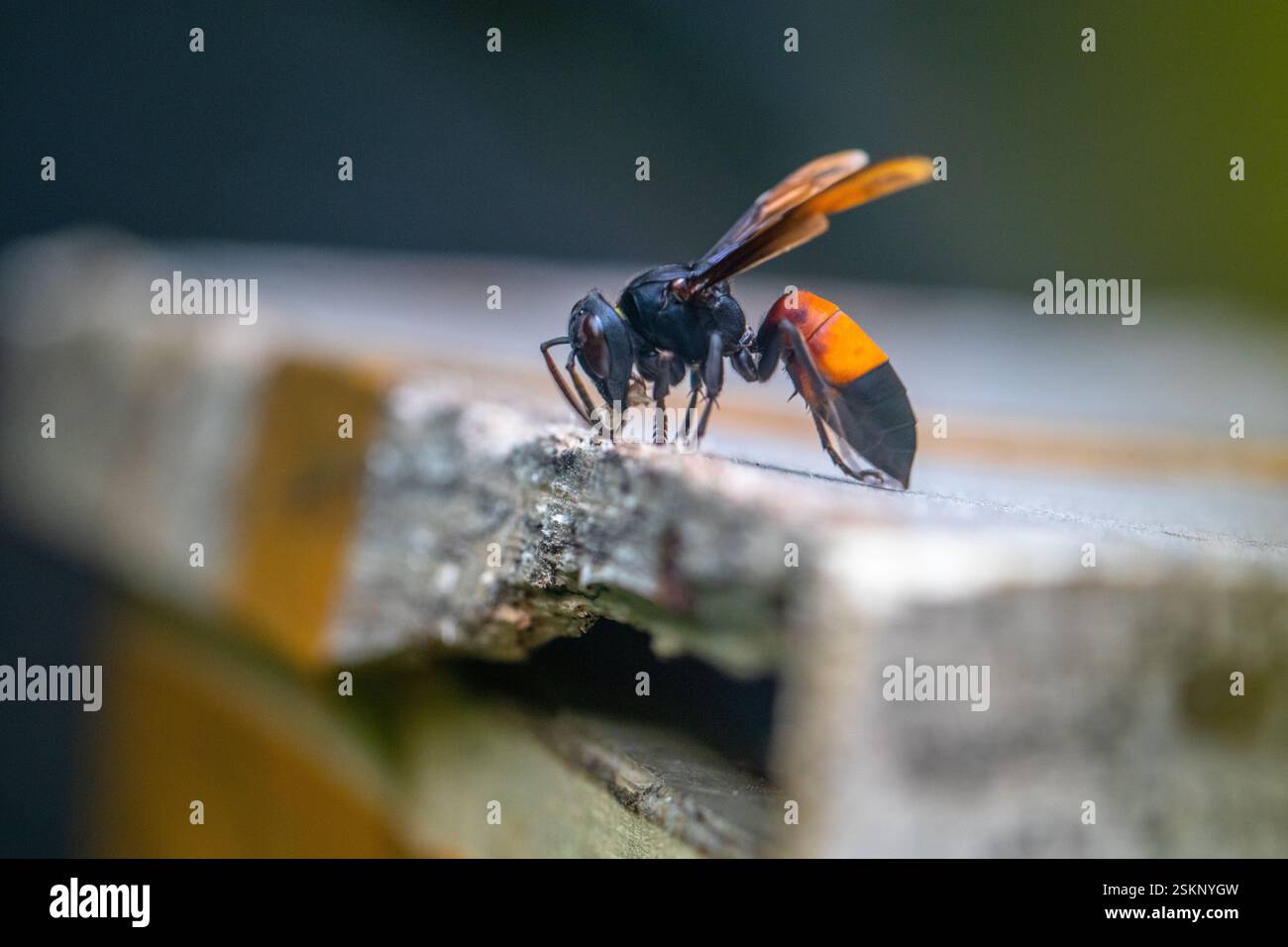 Close-up of a lesser banded hornet (Vespa affinis) on a wooden box ...