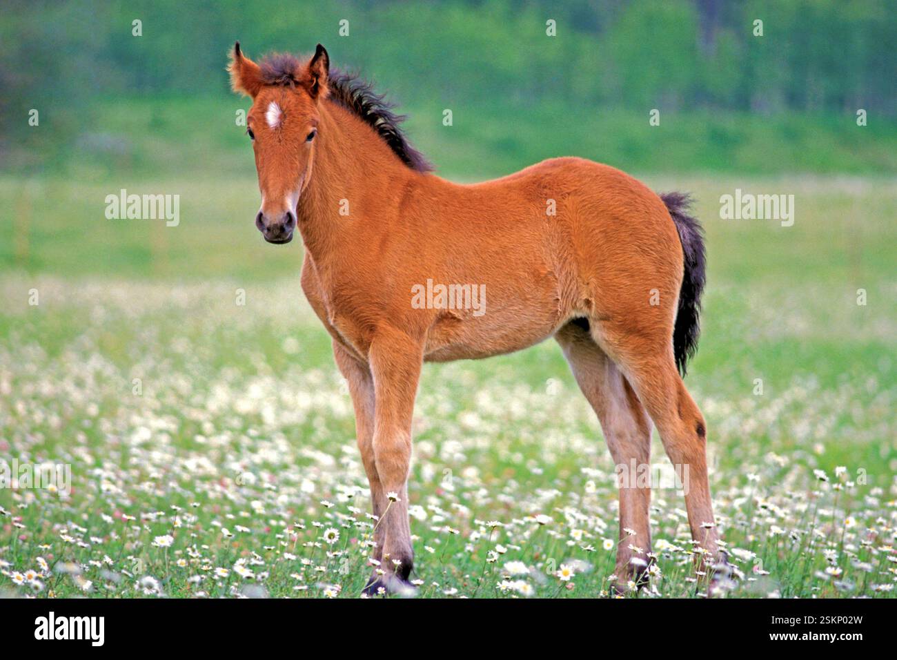 Curious Quarter Horse Foal standing in meadow of flowers, watching ...
