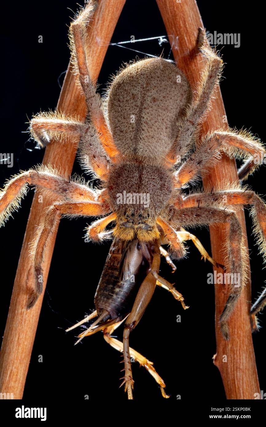 Close-up of a Brazilian wandering spider (Phoneutria fera) on a plant ...